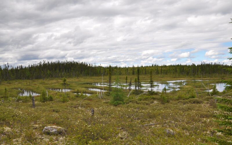 Paléoécologie et paléohydrologie de deux tourbières structurées de la ...